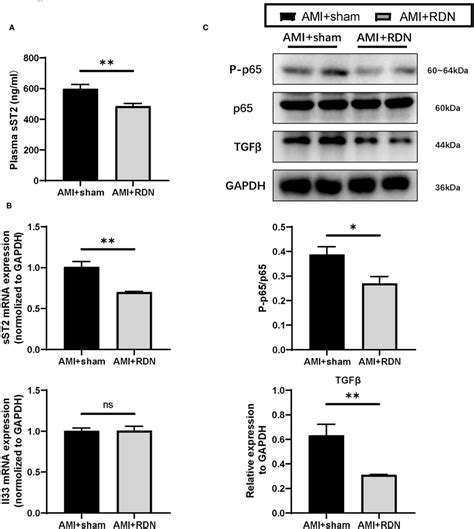 Il 33st2 And Downstream Signaling After Immediate Rdn A