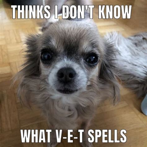 47 Chihuahua Memes That Will Have You Loling Great Pet Living
