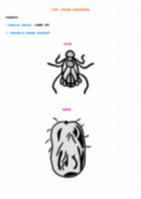 Solution Parasito Informe 12 Sarcoptes Sccabiei Ixoides Spp Loxoceles