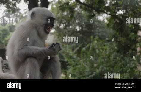 Grinning Monkey Stock Videos And Footage Hd And 4k Video Clips Alamy