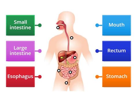 Digestive System Labelled Diagram