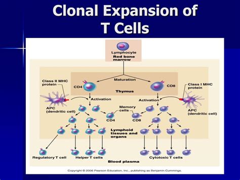 Ppt Immune System Powerpoint Presentation Free Download Id1352826 Ppt Immune System Powerpoint Presentation Free Download Id1352826