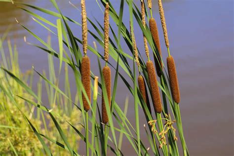 15 Brilliant Uses For Cattails