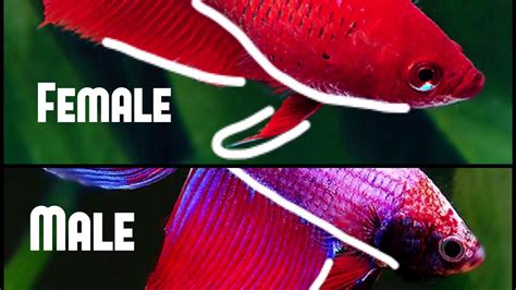 Determining Betta Gender Youtube