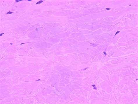 Dense Regular Tissue Under Microscope