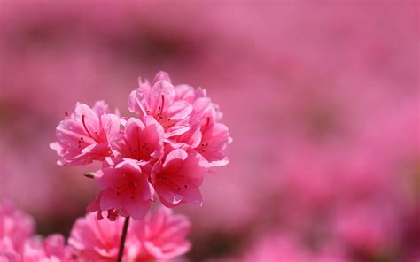 Rhododendron Wallpapers Top Free Rhododendron Backgrounds