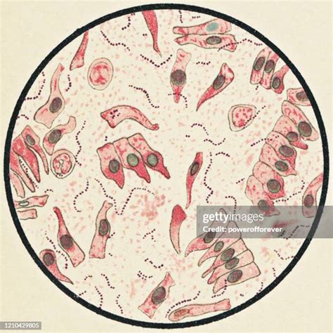 Streptococcus Pyogenes Bacteria High Res Illustrations Getty Images