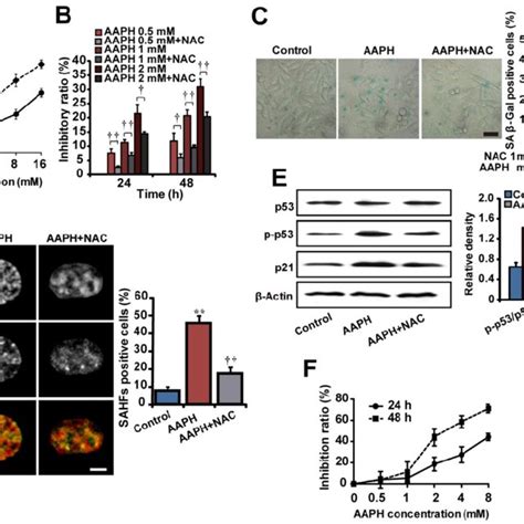 Senescence Cell Models Induced By Aaph A The Cell Growth Inhibitory