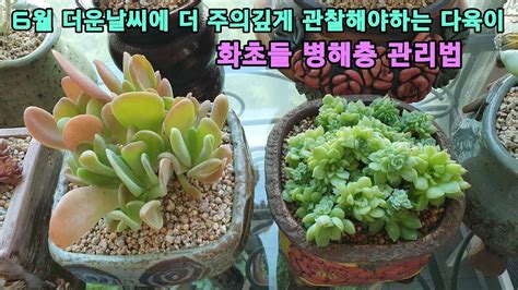 다육이♡ 6월 더운날씨에 더 주의깊게 관찰해야하는 다육이💓 화초들 병해충 관리법💓 Youtube