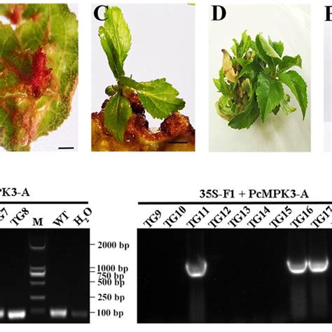 Transformed ‘gisela 6 Plants Overexpressing Pcmpk3 Ha And Pcr