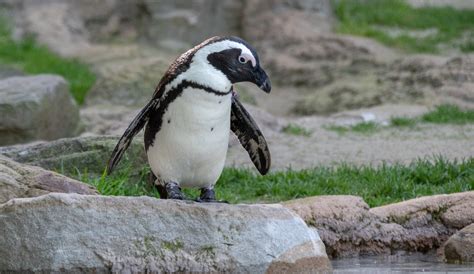 Pinguin Foto & Bild | tiere, zoo, wildpark & falknerei, vögel Bilder ...