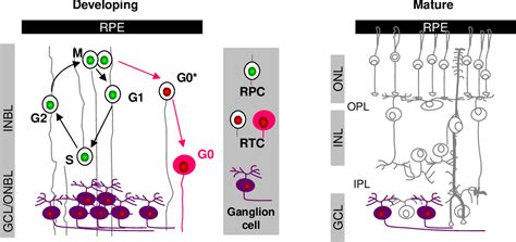 Figure 1 1 From Coordinating Cell Cycle Exit And Differentiation In The Mammalian Retina And Its