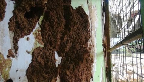 අඩුපාඩු වලින් අඩුවක් නැති පොල් අතු මඩුවේ අකුරු කරන දරුවෝ Photos