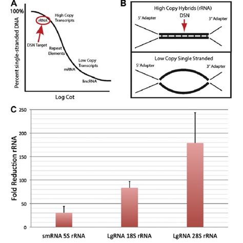Duplex Specific Nuclease Dsn Removal Of Rrna Sequences From Download Scientific Diagram