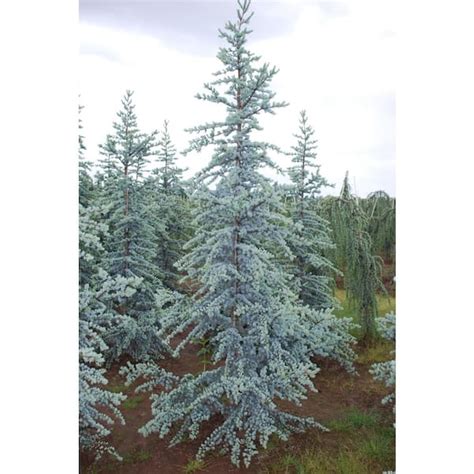 Blue Cedar Tree