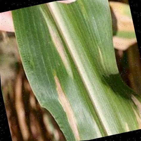 Leaf Disease Seg Semantic Segmentation Dataset By Lab Work