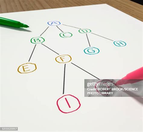 Tree Root Diagram Photos And Premium High Res Pictures Getty Images