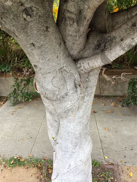 Trees Of Santa Cruz County Ficus Microcarpa Nitida Indian Laurel