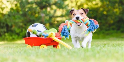 15 Best Dog Foods Without Chicken For Allergic Dogs