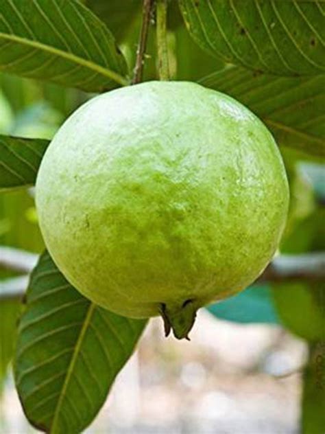 Guava Java