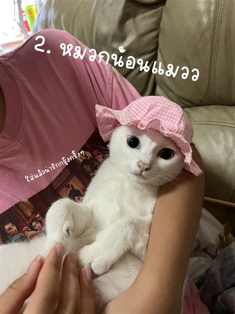 เกมส์หาน้องแมวใครทาสแมวต้องไม่พลาด🐱 แกลเลอรีที่โพสต์โดย Gamethai Lemon8