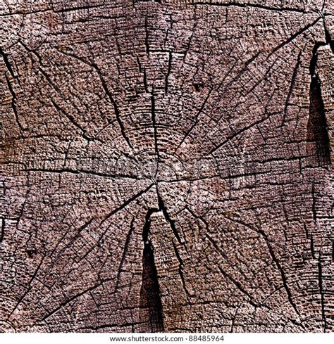 Seamless Texture Oldest Tree Context Rings Stock Photo Shutterstock