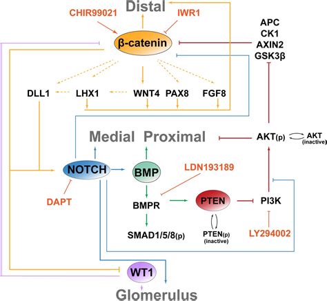 Integrated β catenin BMP PTEN and Notch signalling patterns the