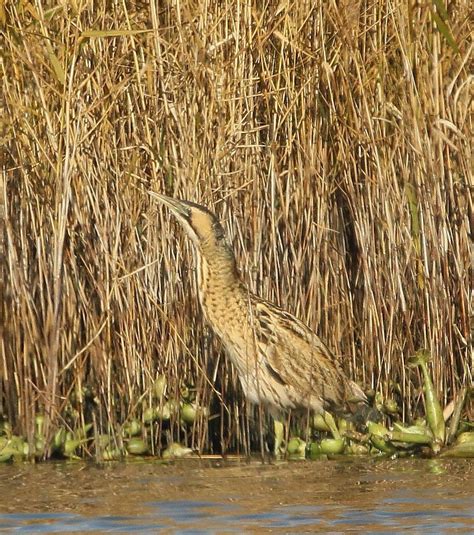 サンカノゴイ 2019 12 08 日本の野鳥識別図鑑