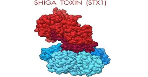 Shiga Toxins Assignment Point