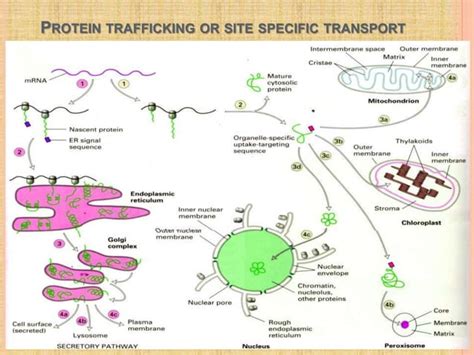 Protein Sorting And Targeting Pptx
