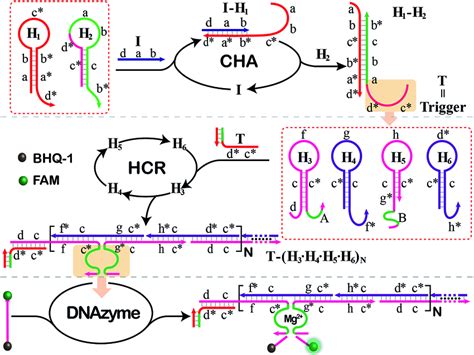 Architecture Of The Isothermal Autonomous Cha Hcr Dnazyme Cascading