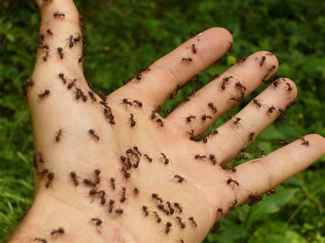 Telltale Signs Of Carpenter Ants In The House Pest Control Hamilton