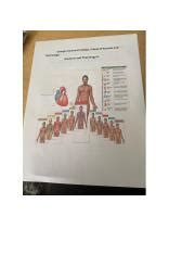 Endocrine Lab Exercise Pdf Course Hero