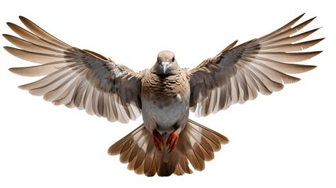 Dove Bird Mourning Dove In Flight With Spread Wings Isolated Dove Of Peace Isolated Rain