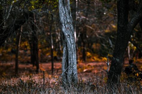 Premium Photo A Tree That Looks Different Than The Other Trees With