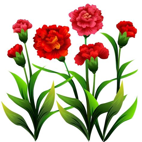 Nelken Dianthus Vektorillustration Premium Vektor