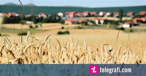 Përgjysmohet Sipërfaqja E Tokës Së Mbjellë Me Grurë Telegrafi Telegrafi