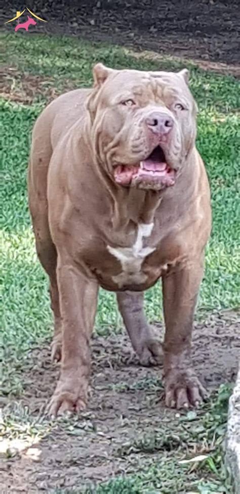 Abkc Secereli American Bully 120784