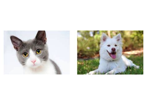 How To Stack Two Images Horizontally In R Markdown R Markdown Posit