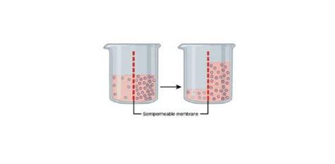 Osmosis Quiz Questions Proprofs Quiz