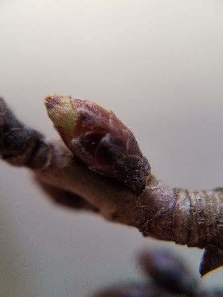 Tree Bud Project Week 1 The 21st Century Matriarch