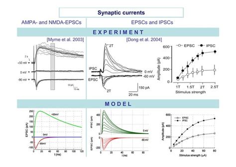Hierarchy Of Visual Cortex Models Ppt