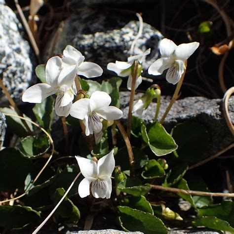 Viola Cunninghamii Picturethis