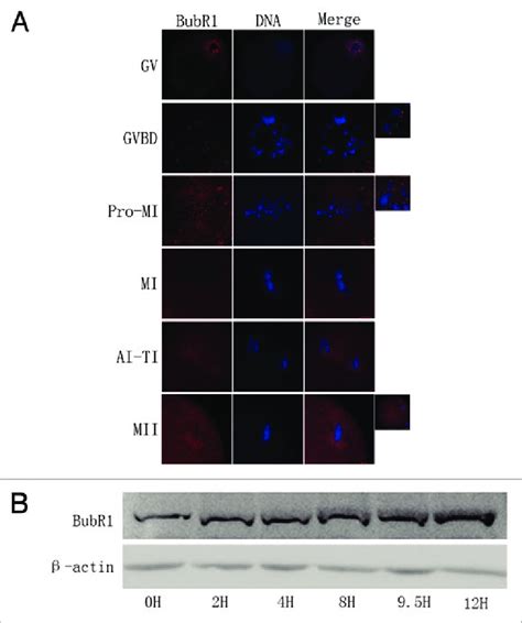 Subcellular Localization And Expression Of Bubr1 During Mouse Oocyte