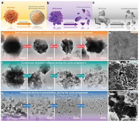 The Structure Evolution And Morphology Transformation Of SFSNest