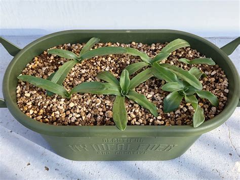オルキスの成長記録 気になる植物 育成日記