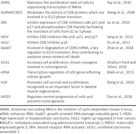 Role Of Lncrnas In Cellular Proliferation Lncrna Role In Cell