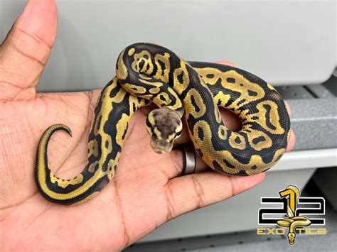 Pastel Leopard 66 Het Clown Ball Python By 212 Exotics Morphmarket