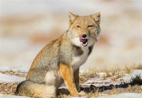 Тибетская лиса: описание, фото, как выглядит, где обитает, чем питается ...