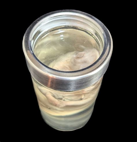 Cyclops Kitten Wet Specimen Paxton Gate